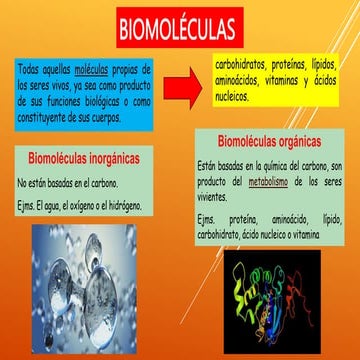 Biomoléculas Chrystopher.pptx
