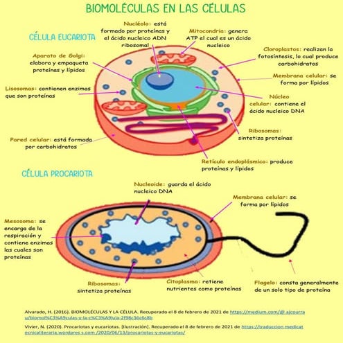 Biomoléculas de la célula | PDF