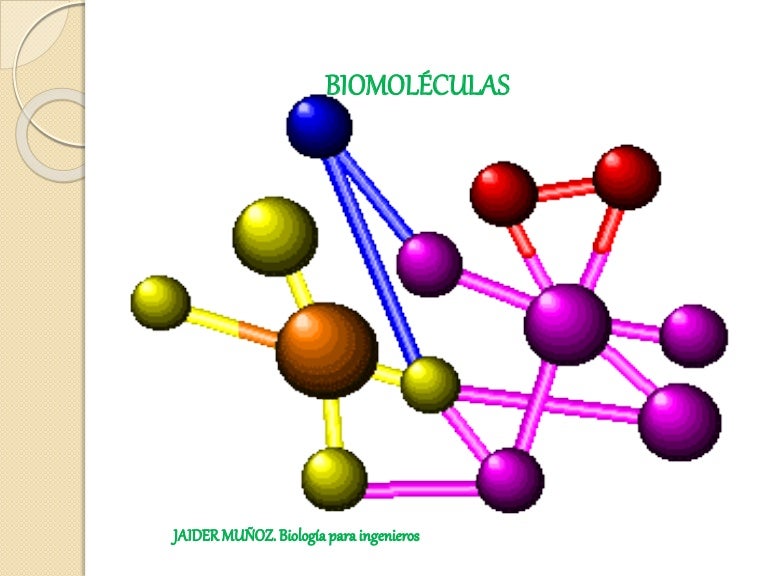 Biomoleculas Qu Son Y Tipos De Biomoleculas Bioelementos BiomoleculaS