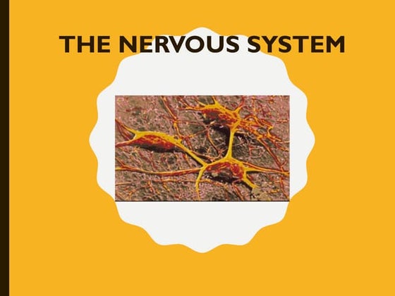 Introduction to the nervous system | PPT