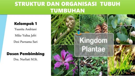 TUMBUHAN THALLOPHYTA DAN TRACHEOPHYTA | PPTX