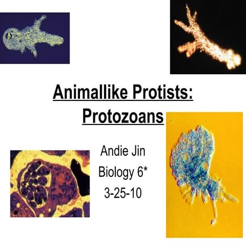 Bio Powerpoint | PPT