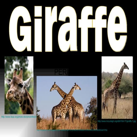 Giraffes ppt | PPT