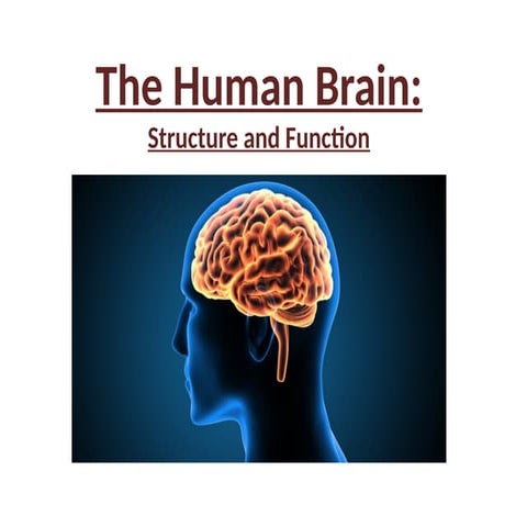 biology project presentation on the topic The human brain | PPTX