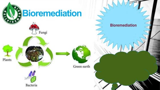 Bioremediation And Phytoremediation Recent Applications Of