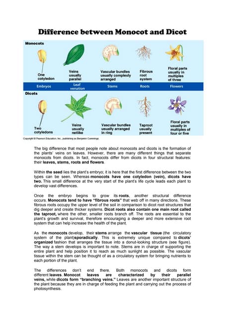 monocot_vs_dicot.ppt presentation on types of seed | PPT | Gardening ...