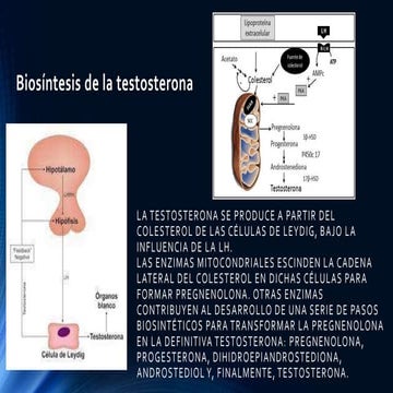 Biosíntesis de la testosterona- Lester Villarreal.pptx