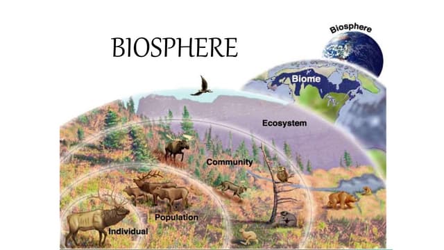 environmental science water cycle and nitrogen cycl | PPTX