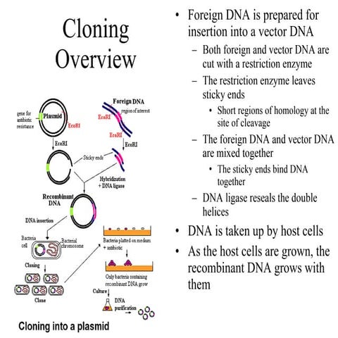 Biotech 2011-08-recombinant-dna | PPT