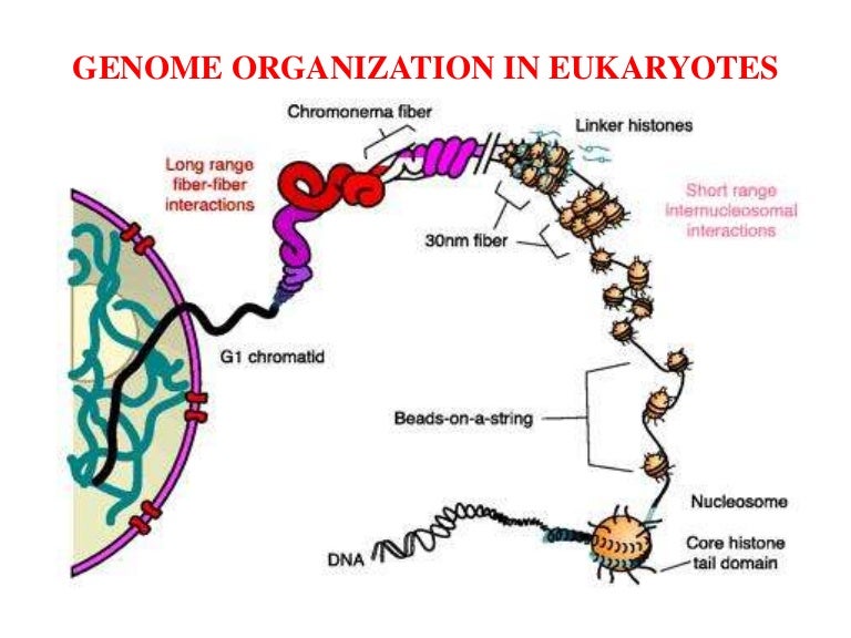 Eukaryotic Cell Structure Diagram