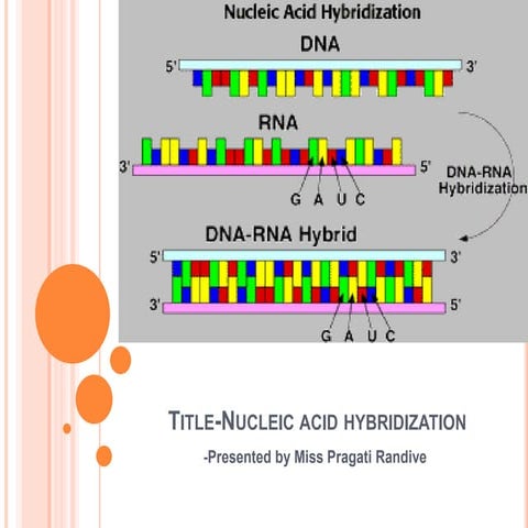 DNA-DNA Hybridisation