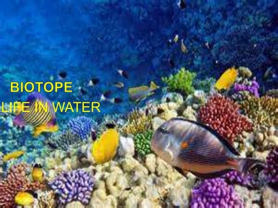 Coral reef presentation | PPTX | Geology | Science