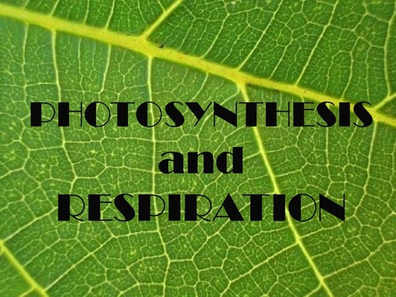 Photosynthesis and Cellular Respiration | PPT | Chemistry | Science