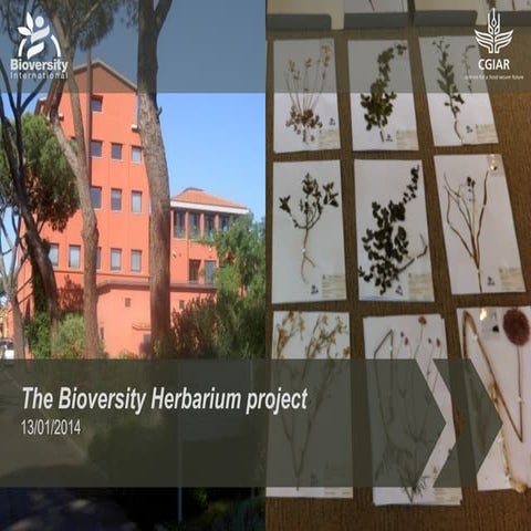 Bioversity International Herbarium Project | PPT
