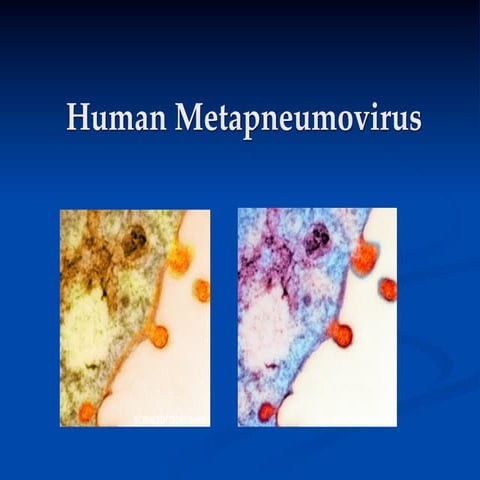 Human Metapneumovirus (HMPV) Everything You Need to Know.pptx