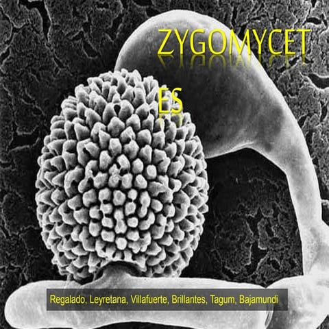 Biozygomycota | PPTX
