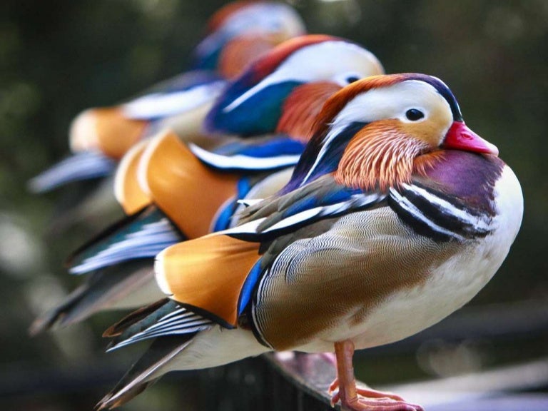 Amazing Birds
