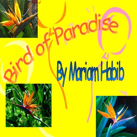 Bird Of Paradise | PPT