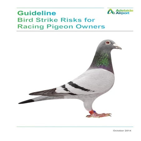 Bird Strike Risks For Racing Pigeon Owners Adelaide Airport | PDF