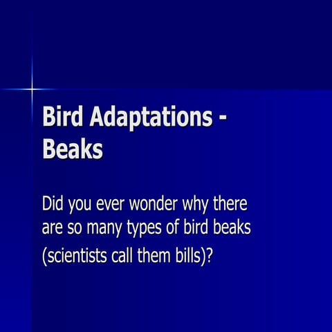 Bird Adaptations Beaks | PPT