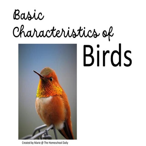 Most Common Bird Characteristics for Kids | PDF | Birds | Pets