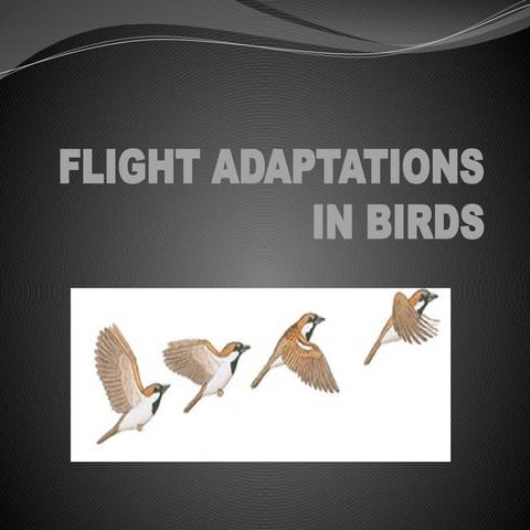 bird flight aerodynamics TP1111111111111C.ppt