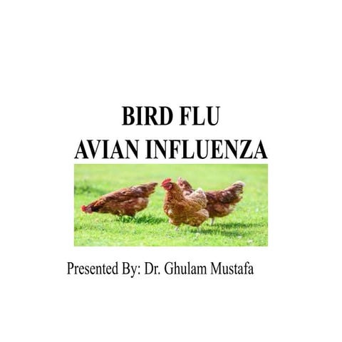 Bird flu | PPTX