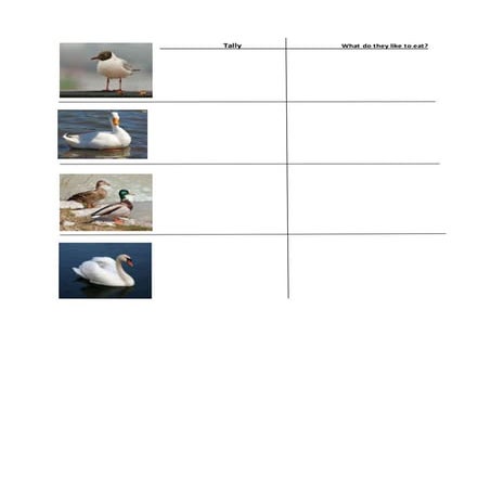 Bird identification | DOCX