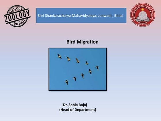 Migration in Birds | PPTX | Birdwatching | Hobbies & Interests