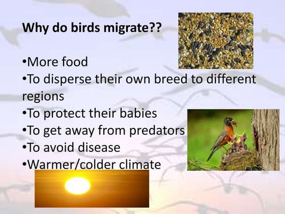 Migration in Birds | PPTX | Birdwatching | Hobbies & Interests
