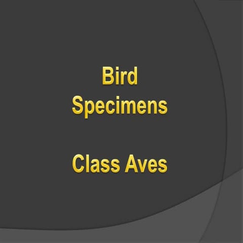 Bird PPT | PPT