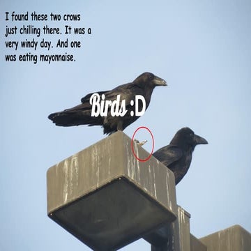 Bird presentation digital photography p.2 | PPT