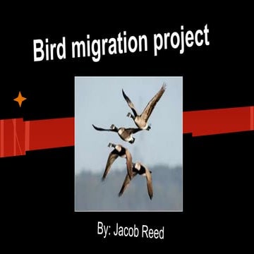 Bird project | PPTX | Birdwatching | Hobbies & Interests