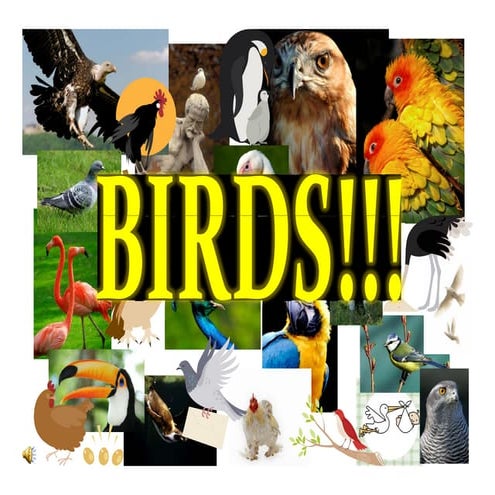 My Pecha Kucha: Birds | PDF | Birdwatching | Hobbies & Interests