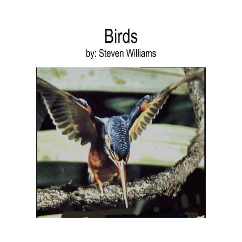 Birds | PPT