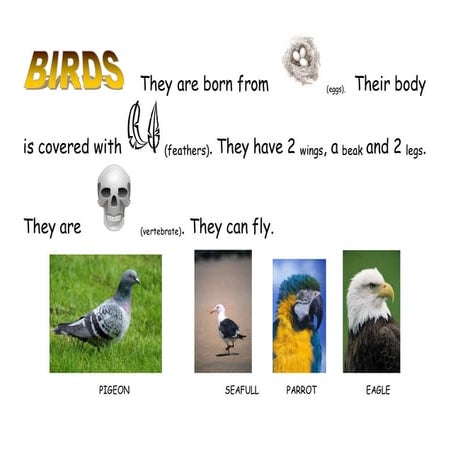 Birds | PPT