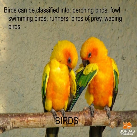 Feathered friends | PPT