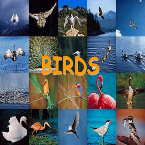 Birds 1 | PPT