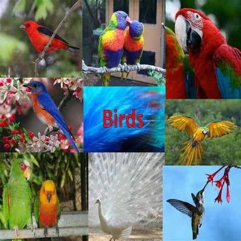 Birds | PPTX | Birds | Pets