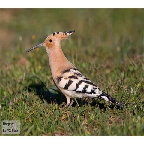 Birds of Extremadura | PPT