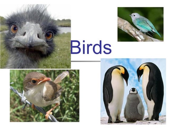 Birds ppt | PPT