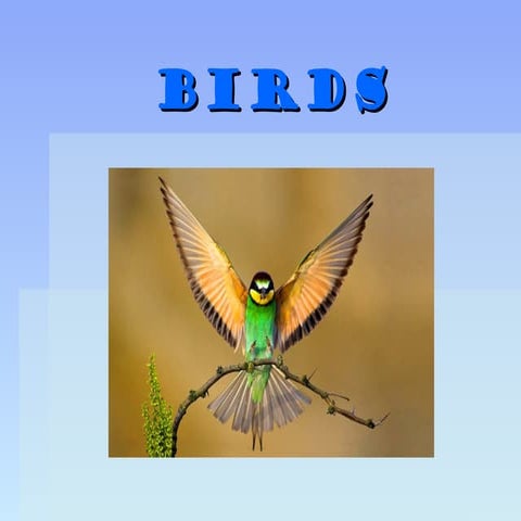 Birds | PPT