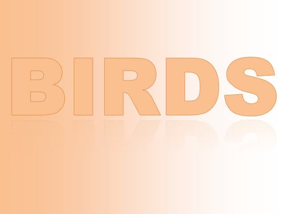 CBSE: GRADE 3 BIRDS AND THEIR BODIES | PPTX