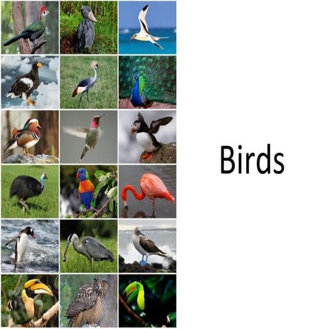 Animal slide show by jasmine | PPT