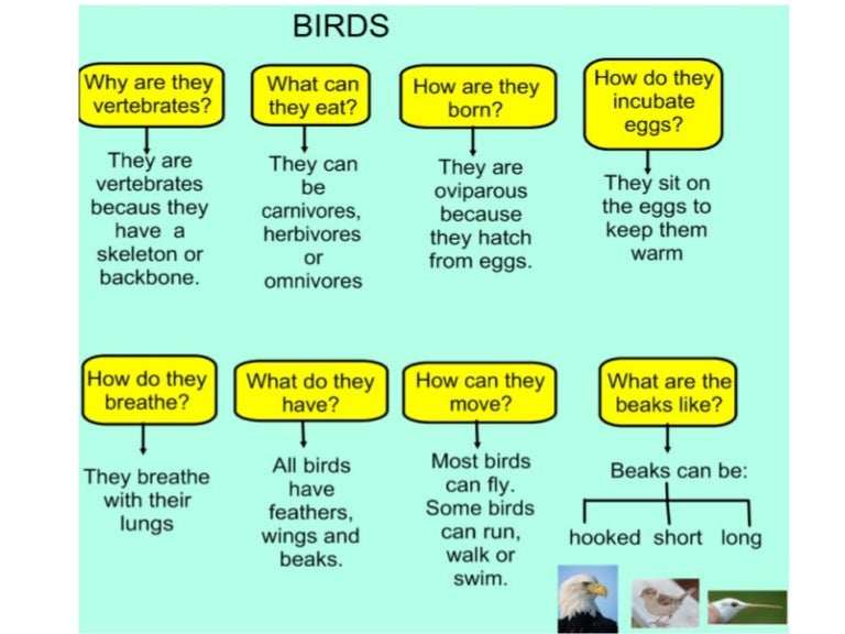 Birds and mammals diagram
