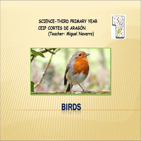 Birds | PPT
