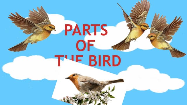 External features of birds | PPTX
