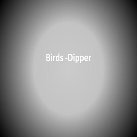 Birds dipper | PPTX