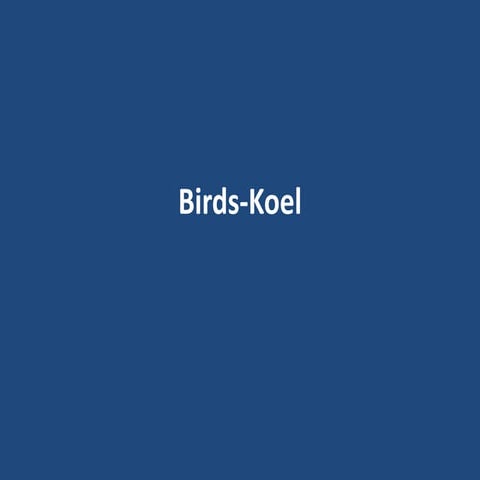Birds koel | PPT