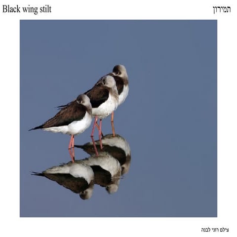 Birds Of Israel | PPS